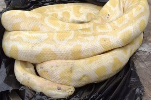 In UK Neighbourhood, Dead Python's Body Recovered From a Pile of ...