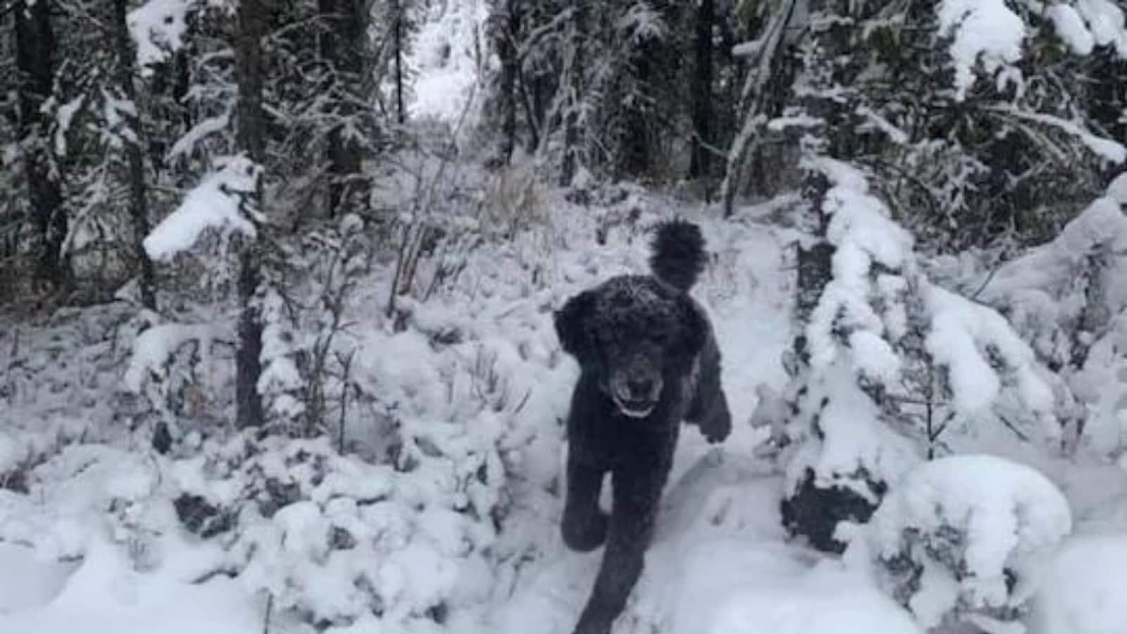 In Viral Picture, Dog Creates Optical Illusion That Will Spin Your Head ...