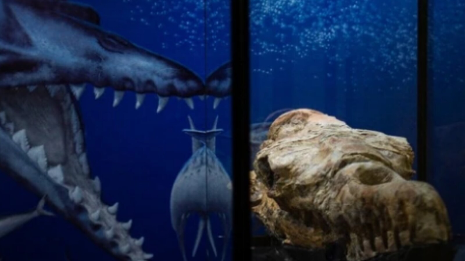 Fossilised Remains of 36-Million-year-old Whale Unearthed in Peruvian ...