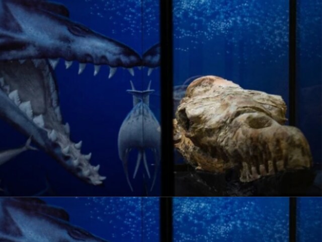 Fossilised Remains of 36-Million-year-old Whale Unearthed in Peruvian ...
