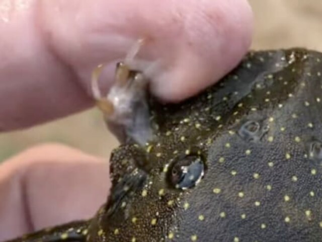 Meet the Wolverine Fish, a New Freshwater Species Discovered by ...