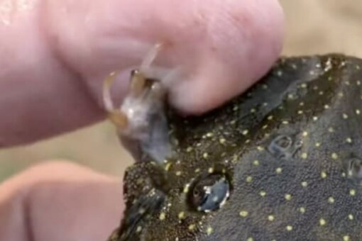 Meet the Wolverine Fish, a New Freshwater Species Discovered by ...