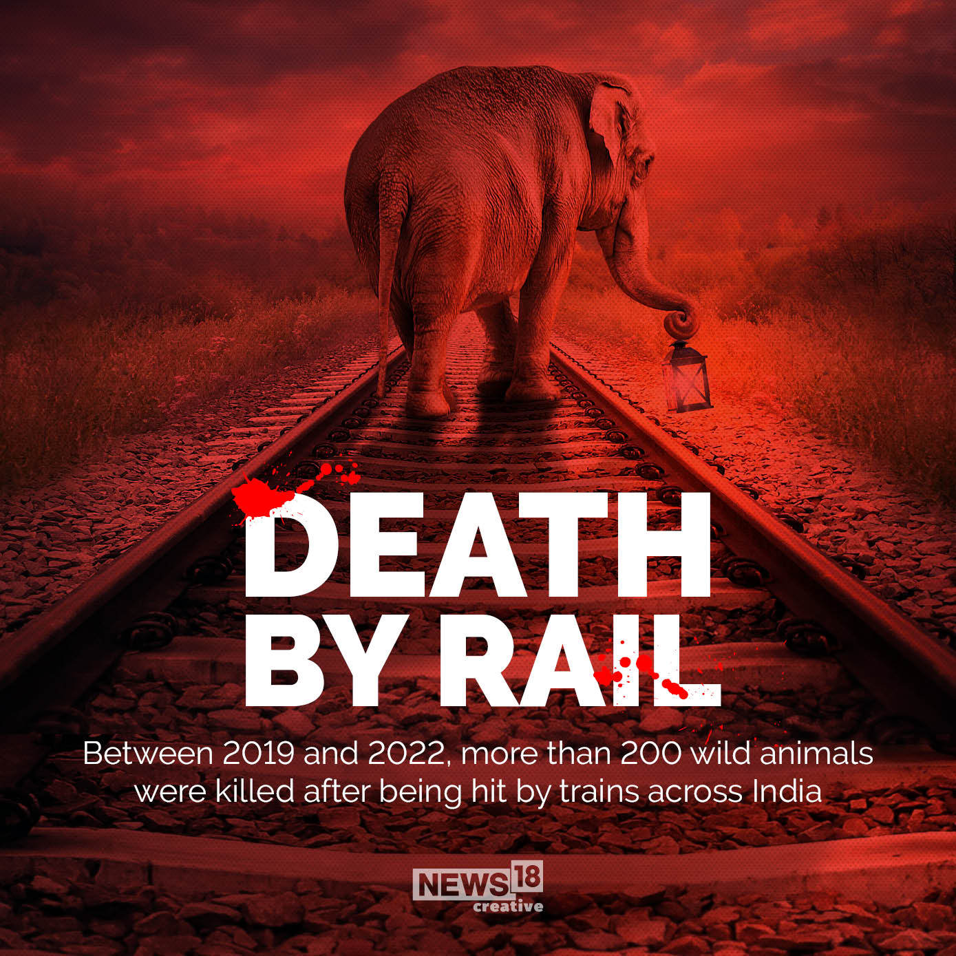 As Animal Deaths on Railway Tracks Rise, A Look at Numbers and Place of ...