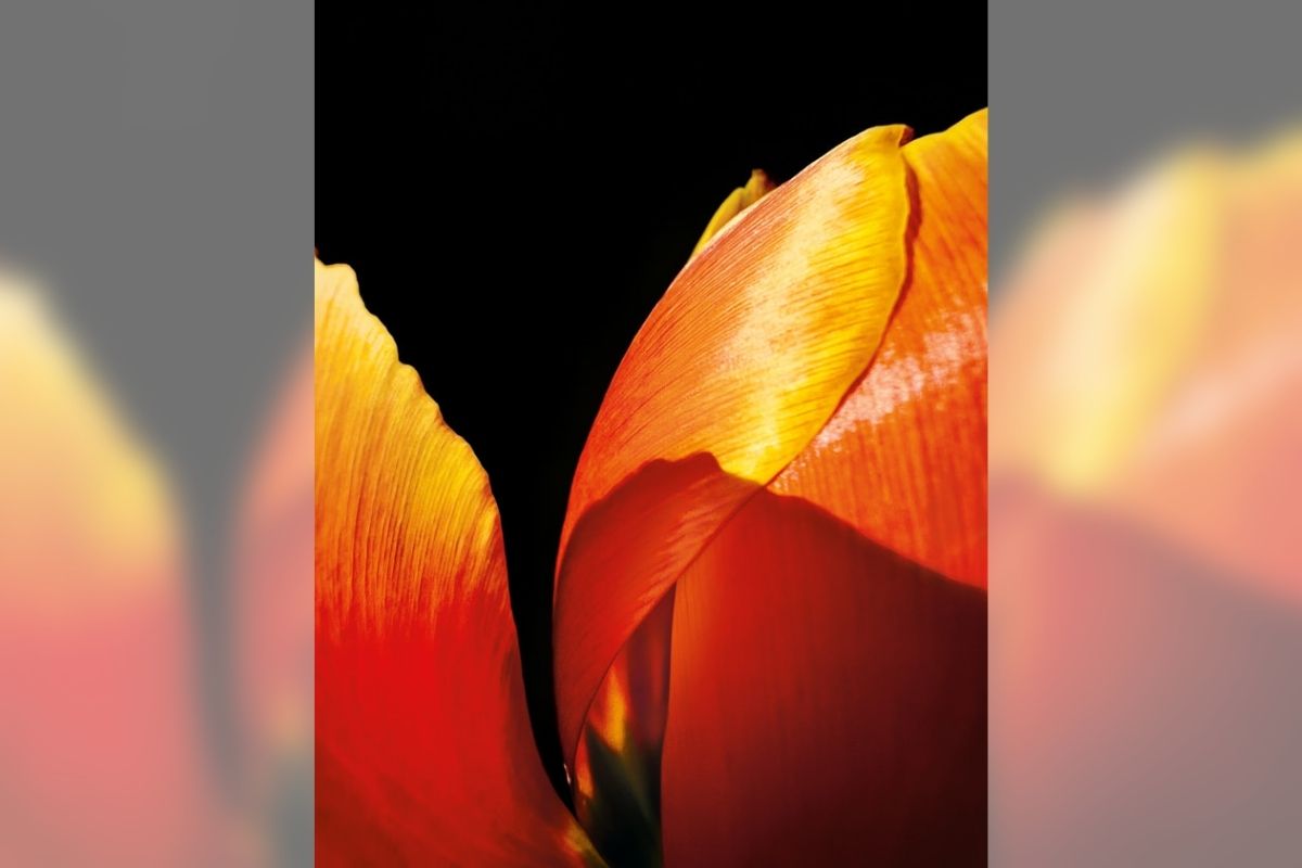 10 Winning Photos From Apple's 'Shot on iPhone' Macro Photography ...