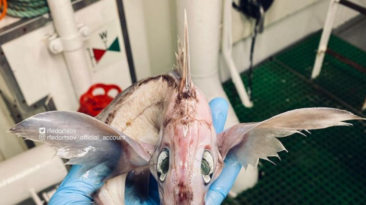 Russian Fisherman Catches Bizarre Deep-sea Creature, Internet Calls it ...