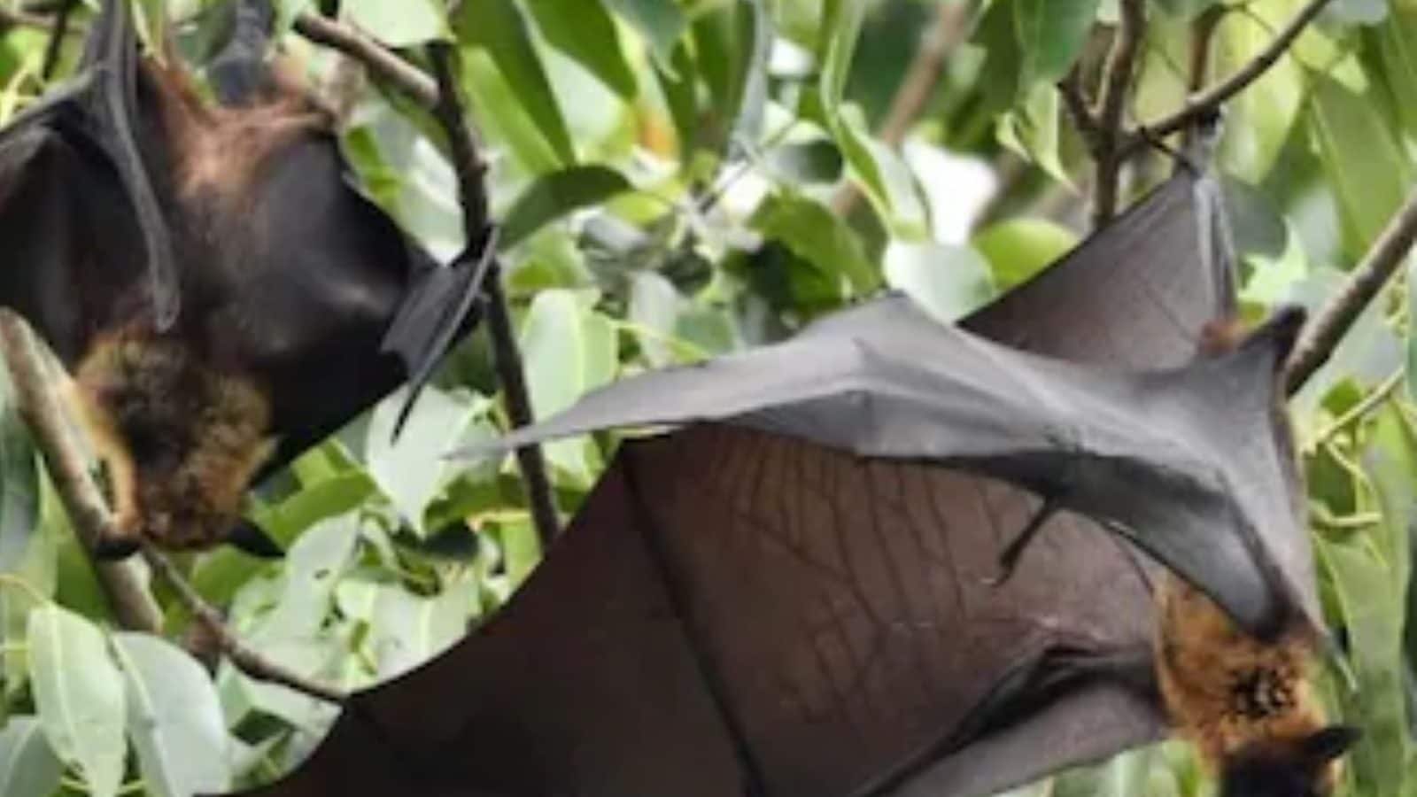 Hotter Climate Could Cause Spread of Thousands of Viruses from Animals ...