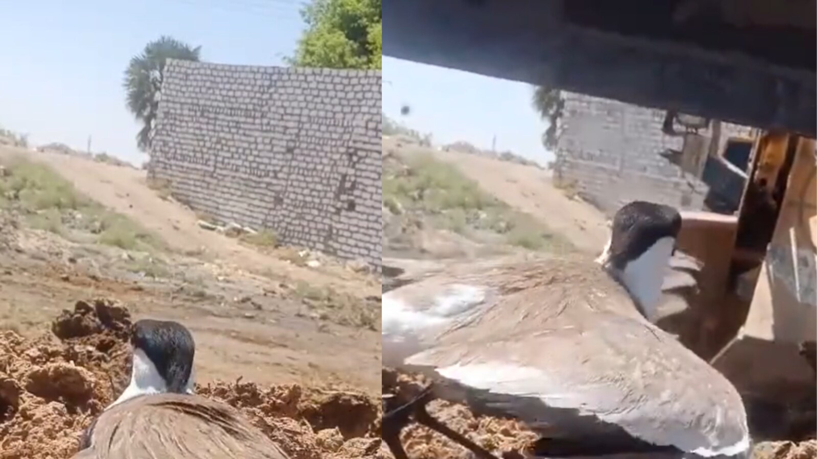 WATCH: Bird Chirping to Guard Her Eggs from Excavator Shows the ...