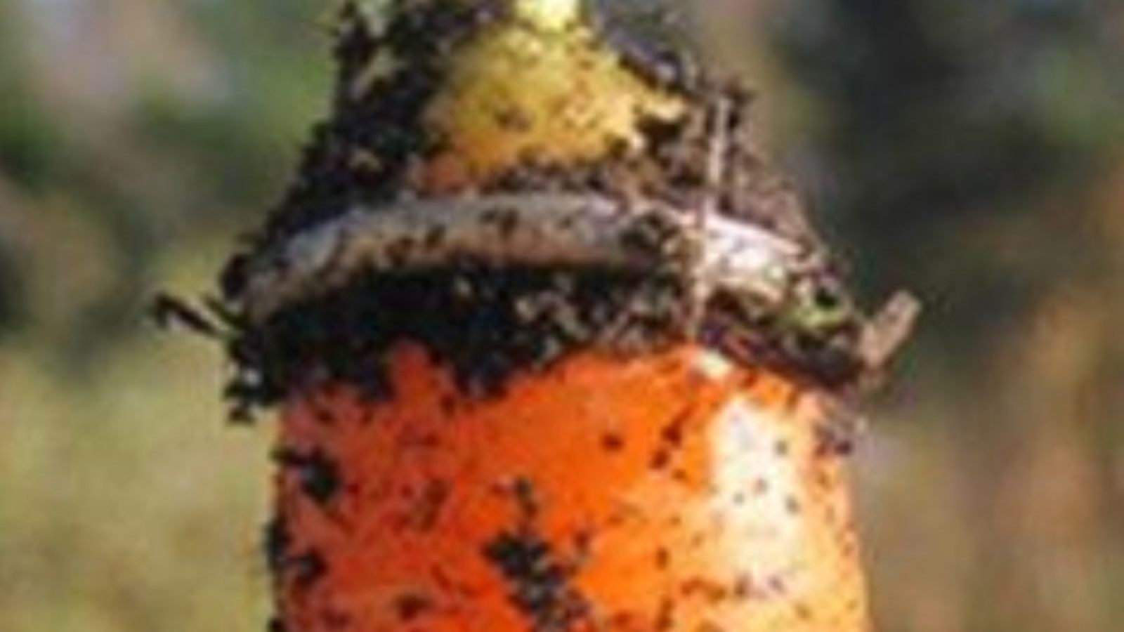 People Keep Finding Lost Rings Wrapped Around Carrots and No One Knows ...