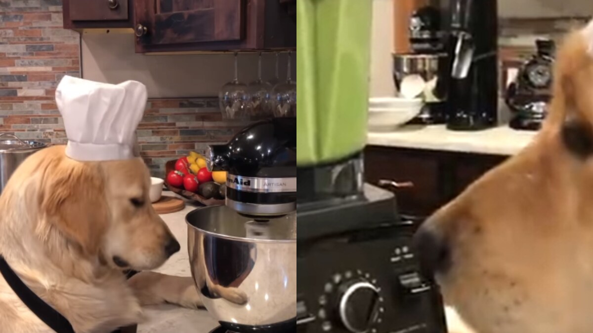 This Chef Dog is Cooking Up a Storm on Internet With its Culinary ...