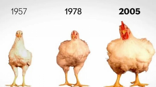 Did You Know? Chicken Sizes Have Increased Over Time, And World War II ...