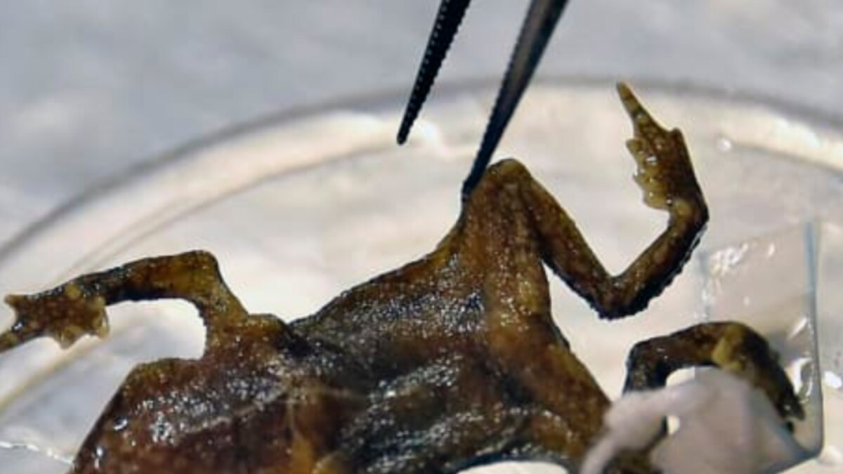 Lost Golden Toad Signals Massive Extinction Threat Posed by Climate ...