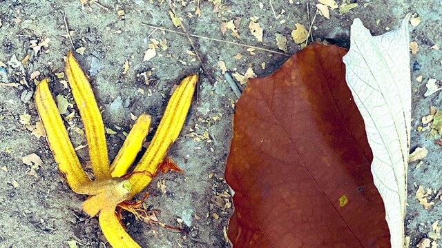 IFS Officer Shares Info about Kanak Champa Tree with Leaves Resembling ...