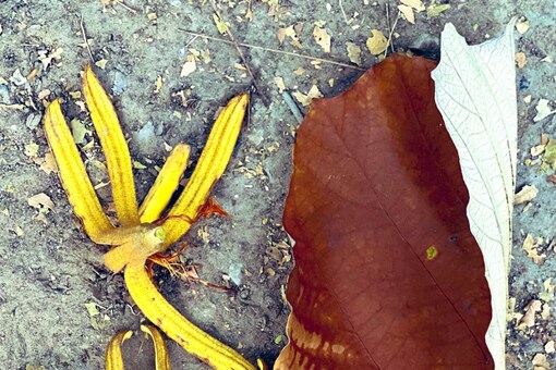 IFS Officer Shares Info about Kanak Champa Tree with Leaves Resembling ...