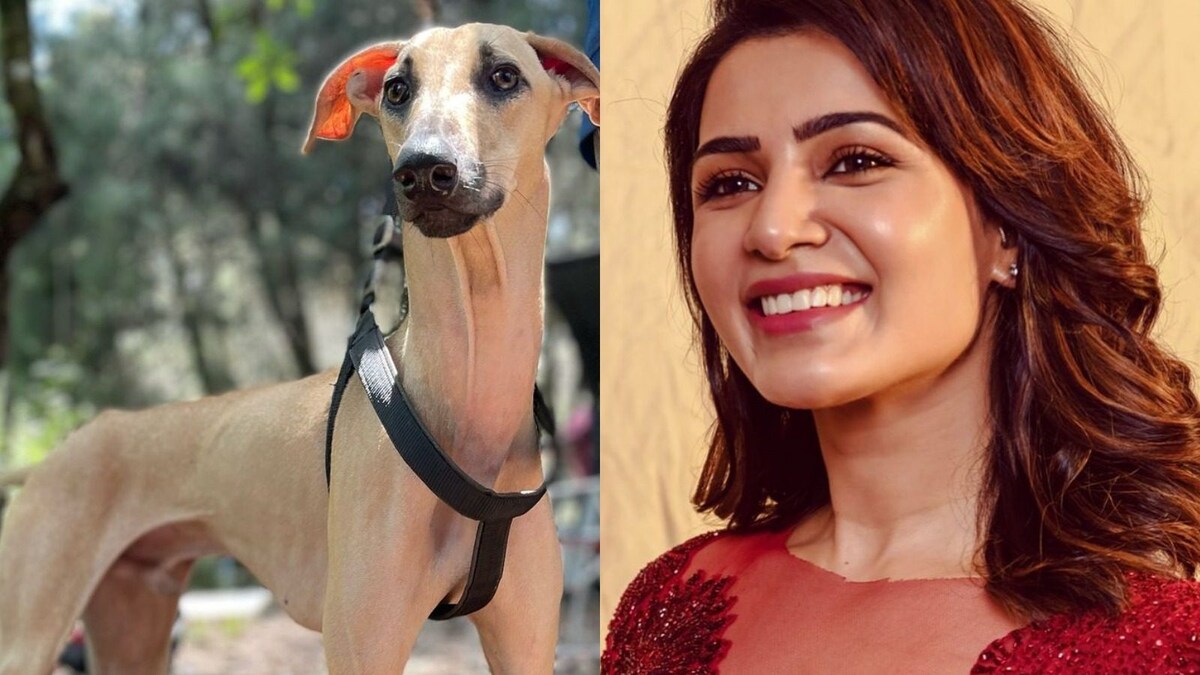 Samantha Ruth Prabhu Gets ‘Supermodel Feels’ from THIS Pooch; Varun ...