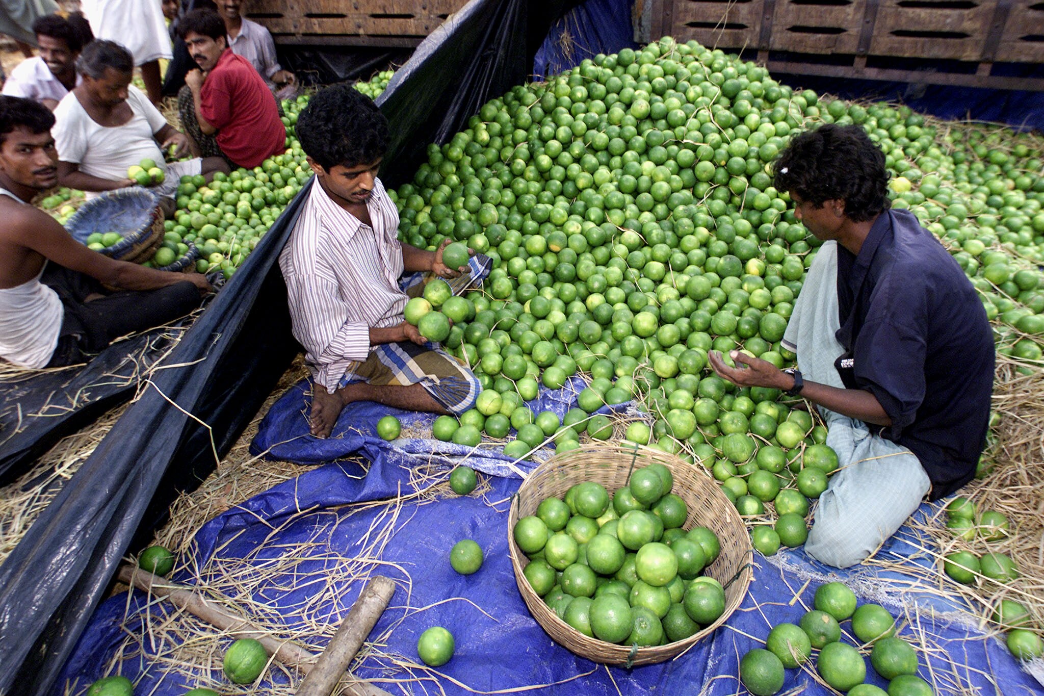 Journeying from Lemon Orchard to 'Thela' to Understand Why Sour Fruit ...