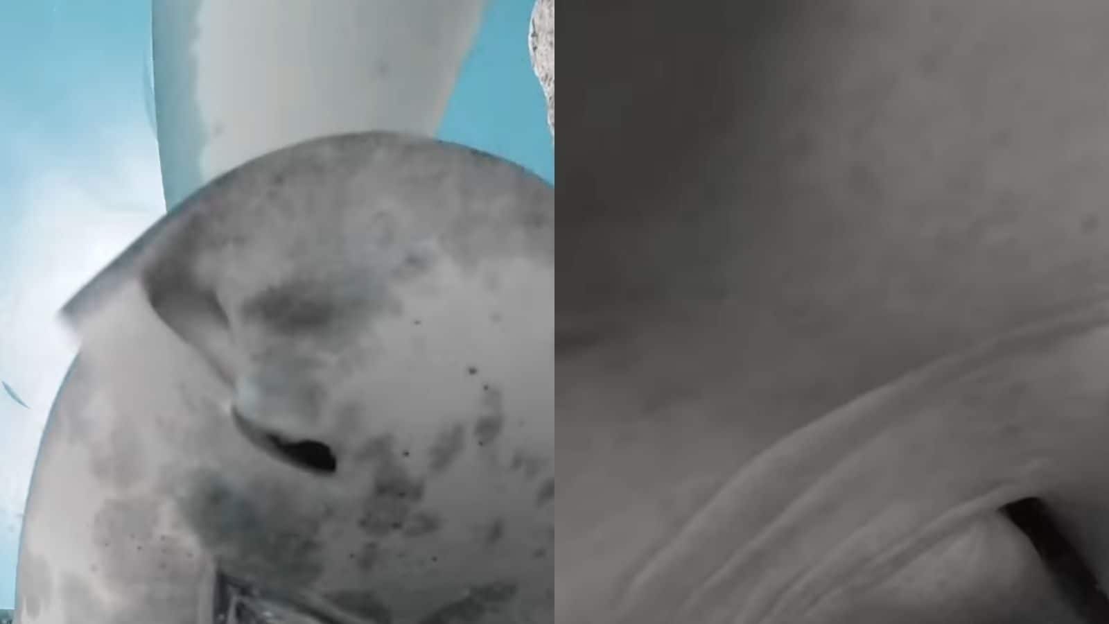 What Happens When a Shark Swallows a Camera? You Get a Peek into its ...