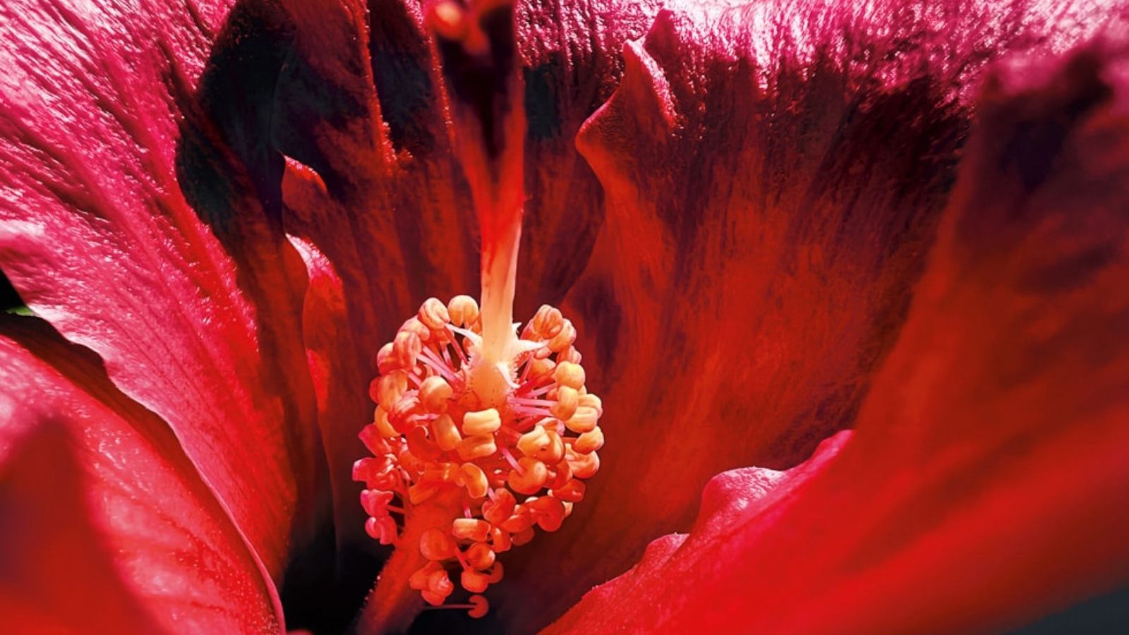 10 Winning Photos From Apple's 'Shot on iPhone' Macro Photography ...