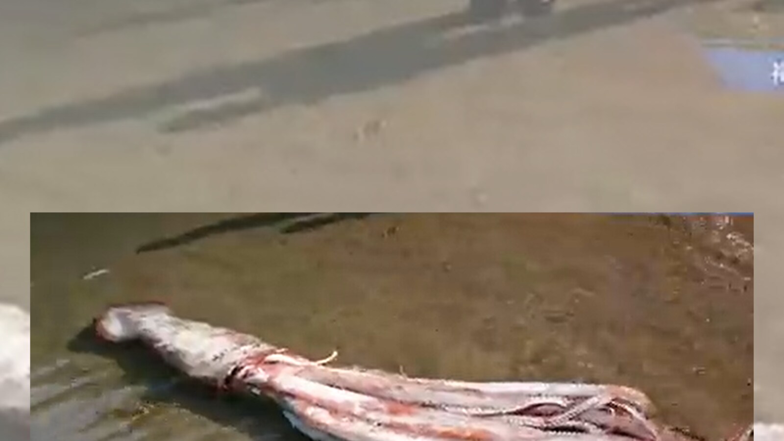 WATCH: 9-foot Giant Squid Washes up Alive on Japanese Beach in Rare ...
