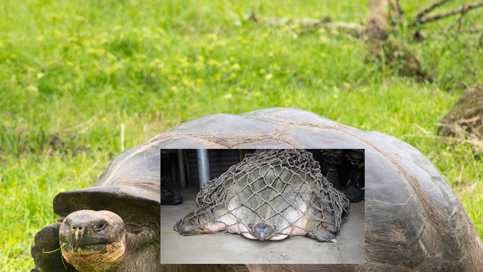 Endangered Narrow-headed Turtle Tangled in Net Finally Rescued by ...