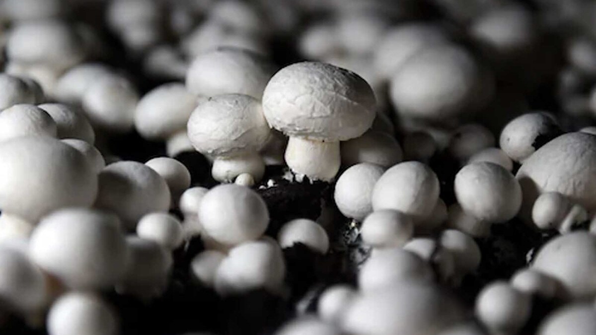 Everything You Need to Know About Mushrooms - News18