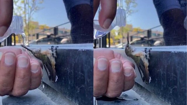 Man Saves Life of Bird by Offering Water, Heartwarming Video Goes Viral