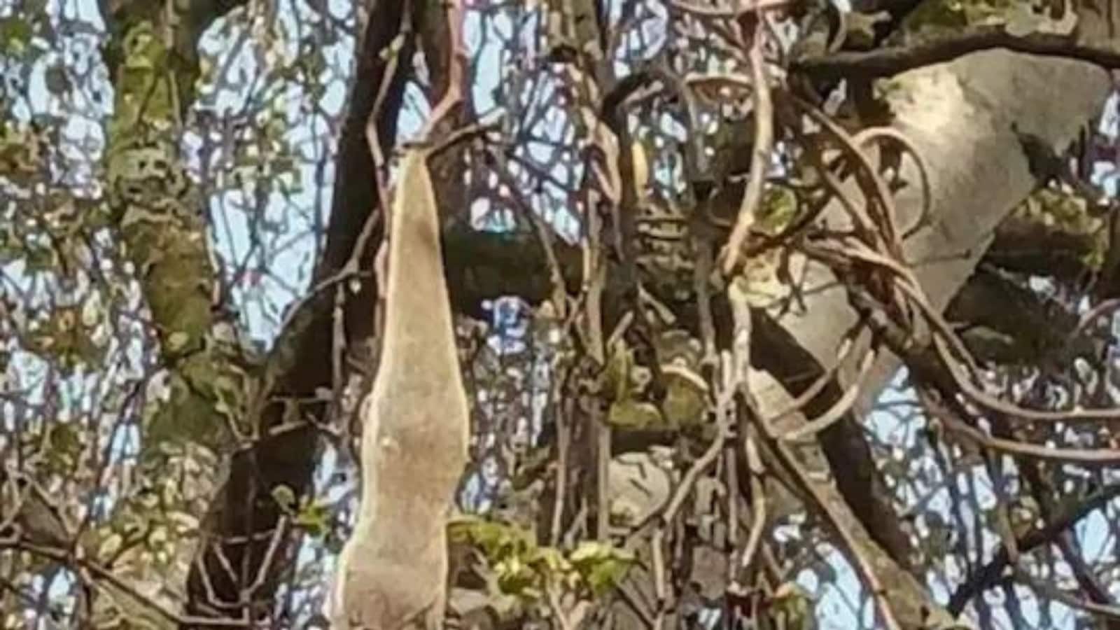 Bat or Hornets' Nest? 'Horrifying' Object Hanging from Tree Baffles ...