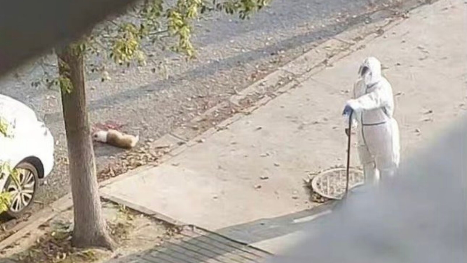 Video of Healthcare Worker in China Beating Corgi Dog to Death Sparks ...