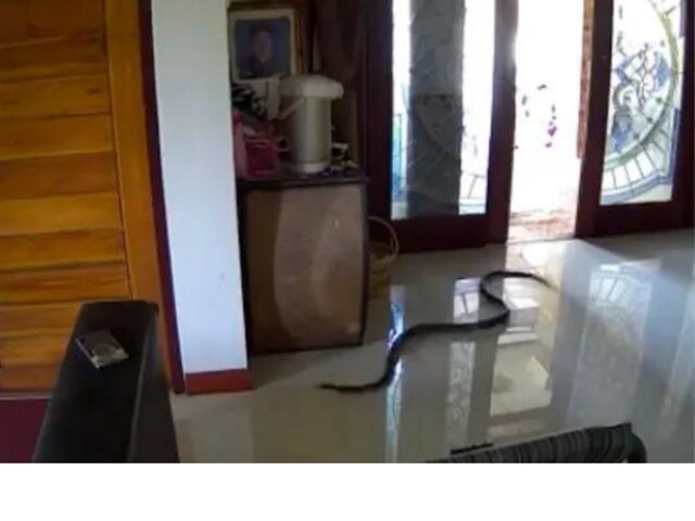 Viral Video Shows Giant Snake Entering the House and Vanishing Quickly ...