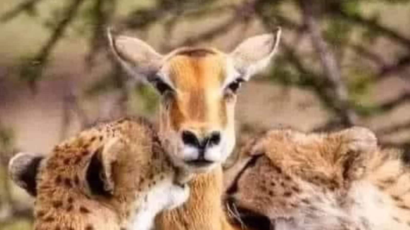 Truth Behind Old Impala Picture Resurfaces, Here is What You Need to ...