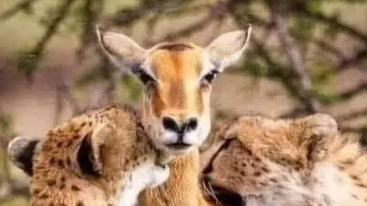 Truth Behind Old Impala Picture Resurfaces, Here is What You Need to ...