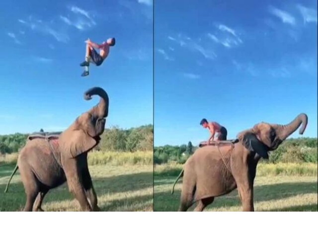 Man Backflips Off Elephant Trunk to Land on its Back, Video Wows ...