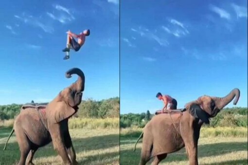 Man Backflips Off Elephant Trunk to Land on its Back, Video Wows ...