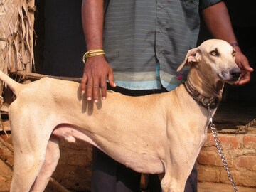 These Native Dog Breeds from Tamil Nadu will Give Foreign Pups a Run ...