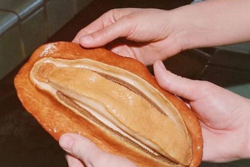 Gumboot Chiton, The Creature With Teeth Made of Hardest Organic ...