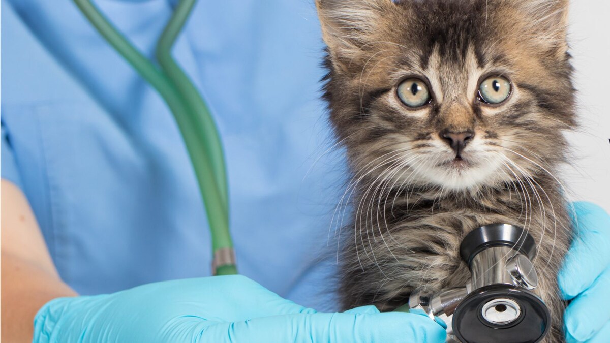 Happy World Veterinary Day 2022: Wishes, Images, Status, Quotes ...