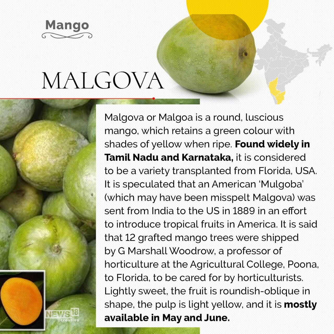 Mango Season is Here! Juicy Facts about the Summer Fruit That You Must ...