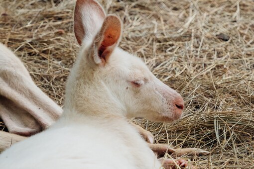 'Rare and Beautiful': Albino Kangaroo Spotted Running Across Australian ...