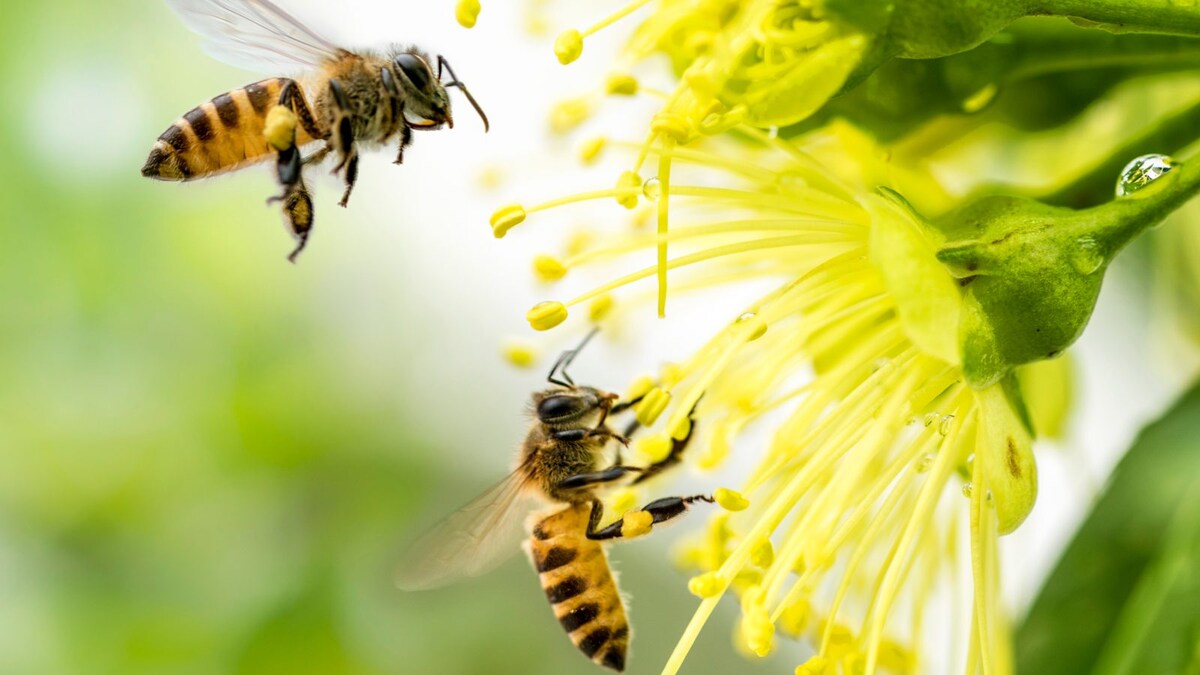 Why Is May 20 Celebrated As World Bee Day? Theme, History, Significance ...
