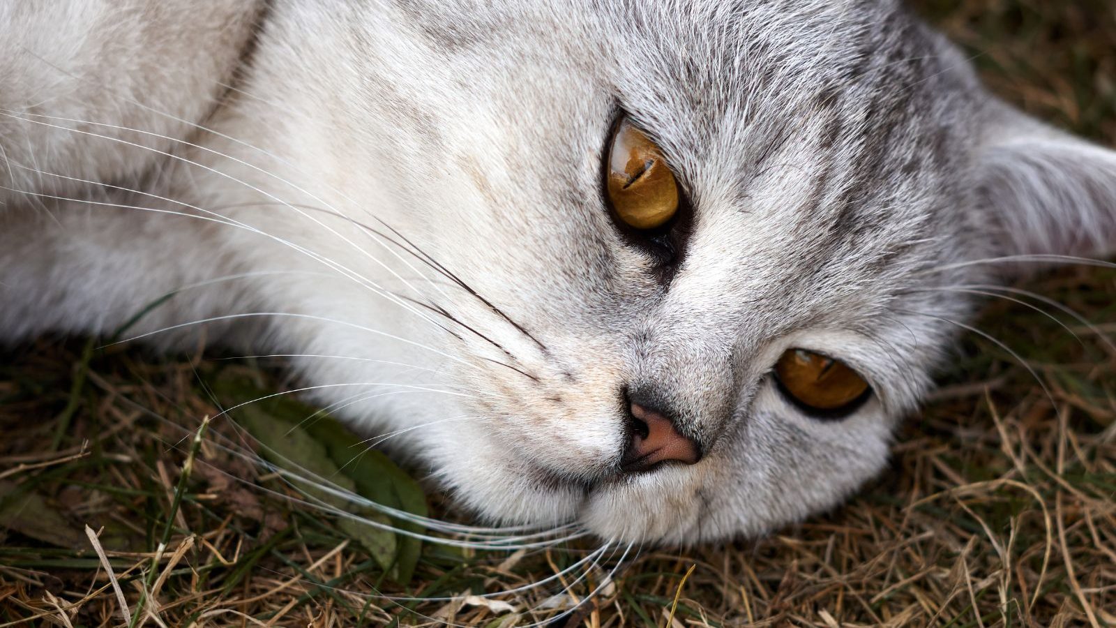 US Cat Owner Wins Rs 95 Lakh Settlement After Feline Wrongly Fined For ...