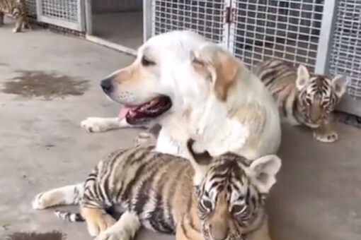 WATCH: This Dog Raising Three Tiger Cubs Abandoned by Their Mother is a ...