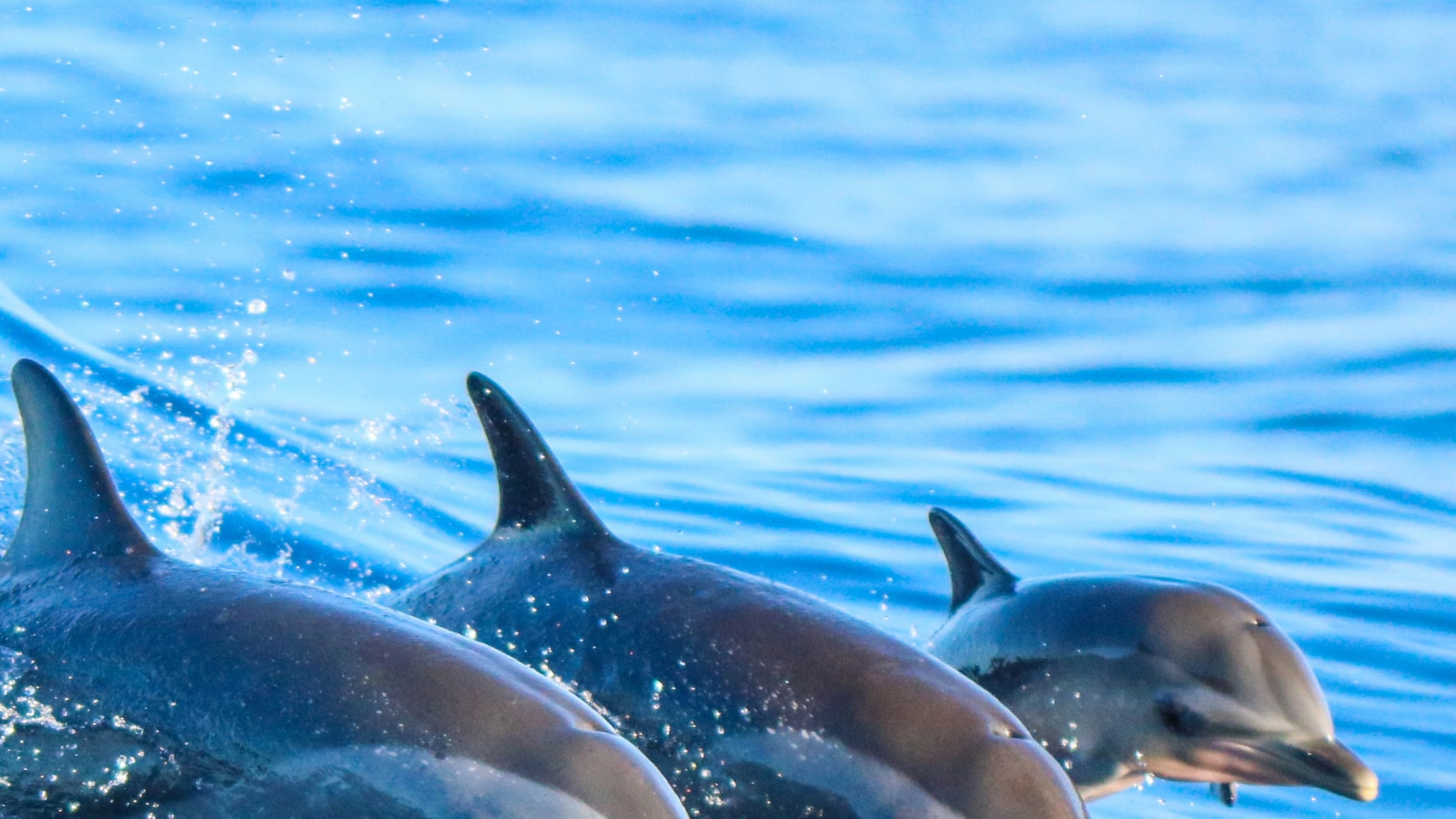 Why Russia-Ukraine War Could Also Threaten Dolphins | Buzz News - News18