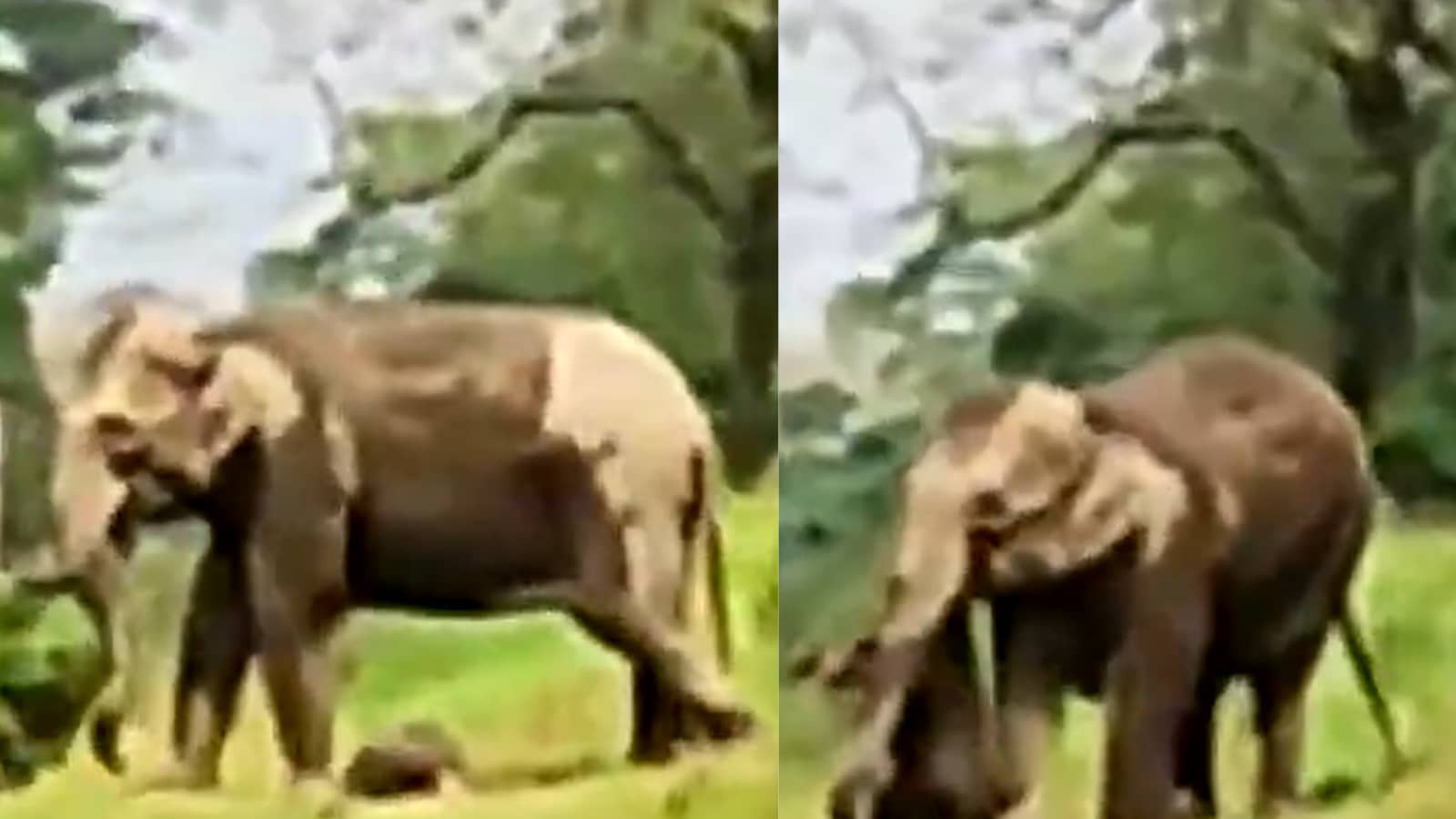 WATCH: Grieving Elephant Carries Carcass of Her Dead Calf for Two Days ...