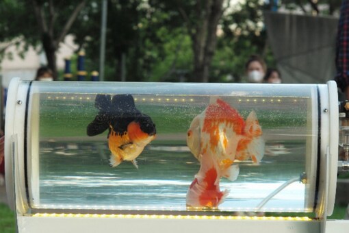 Bowl on Wheels: Taiwan Man Invents Stroller for Fish to 'Explore' the ...
