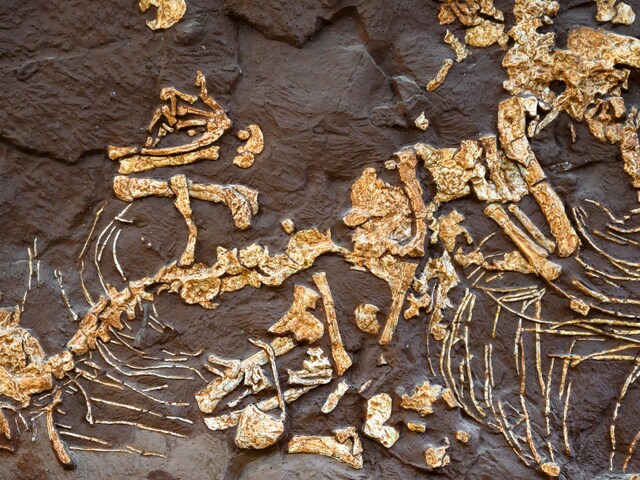 390-Million-year-old Fish-like Creature May Be Our Earliest Ancestors ...