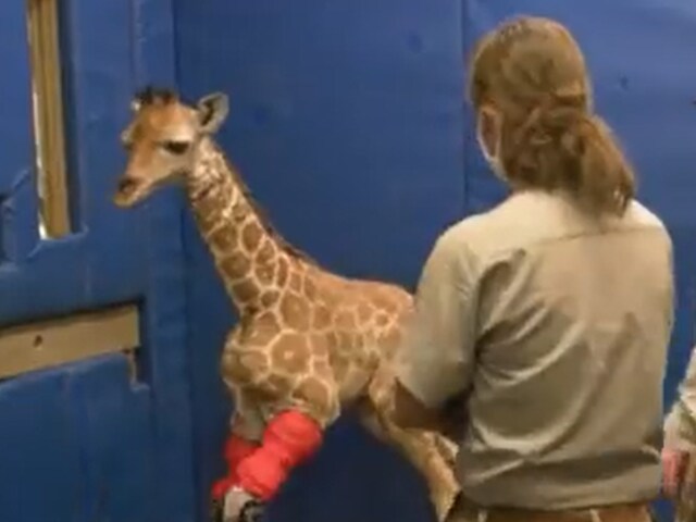Three-month-old Giraffe Gets Leg Braces to Correct Bent Limbs in US ...