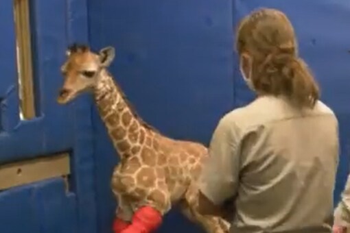 Three-month-old Giraffe Gets Leg Braces to Correct Bent Limbs in US ...