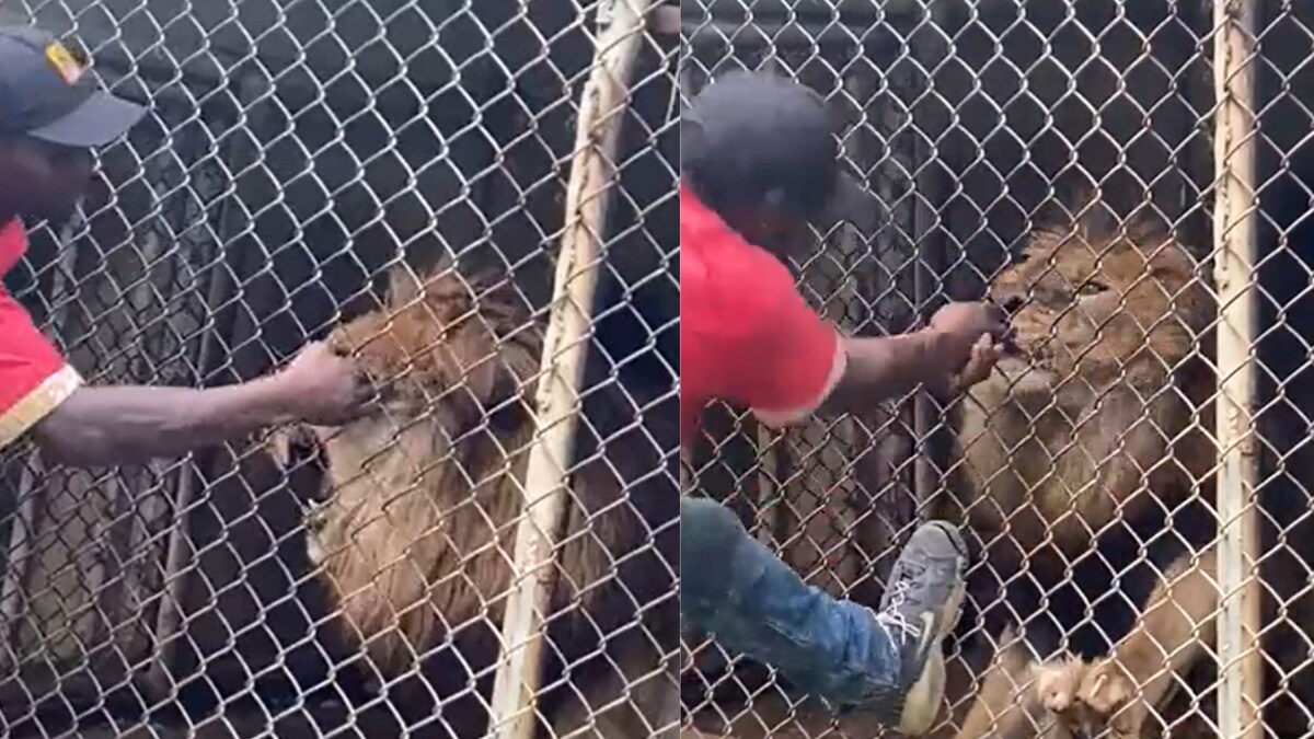WATCH: Lion Rips Off Man's Finger at Jamaica Zoo in Horrifying Viral ...