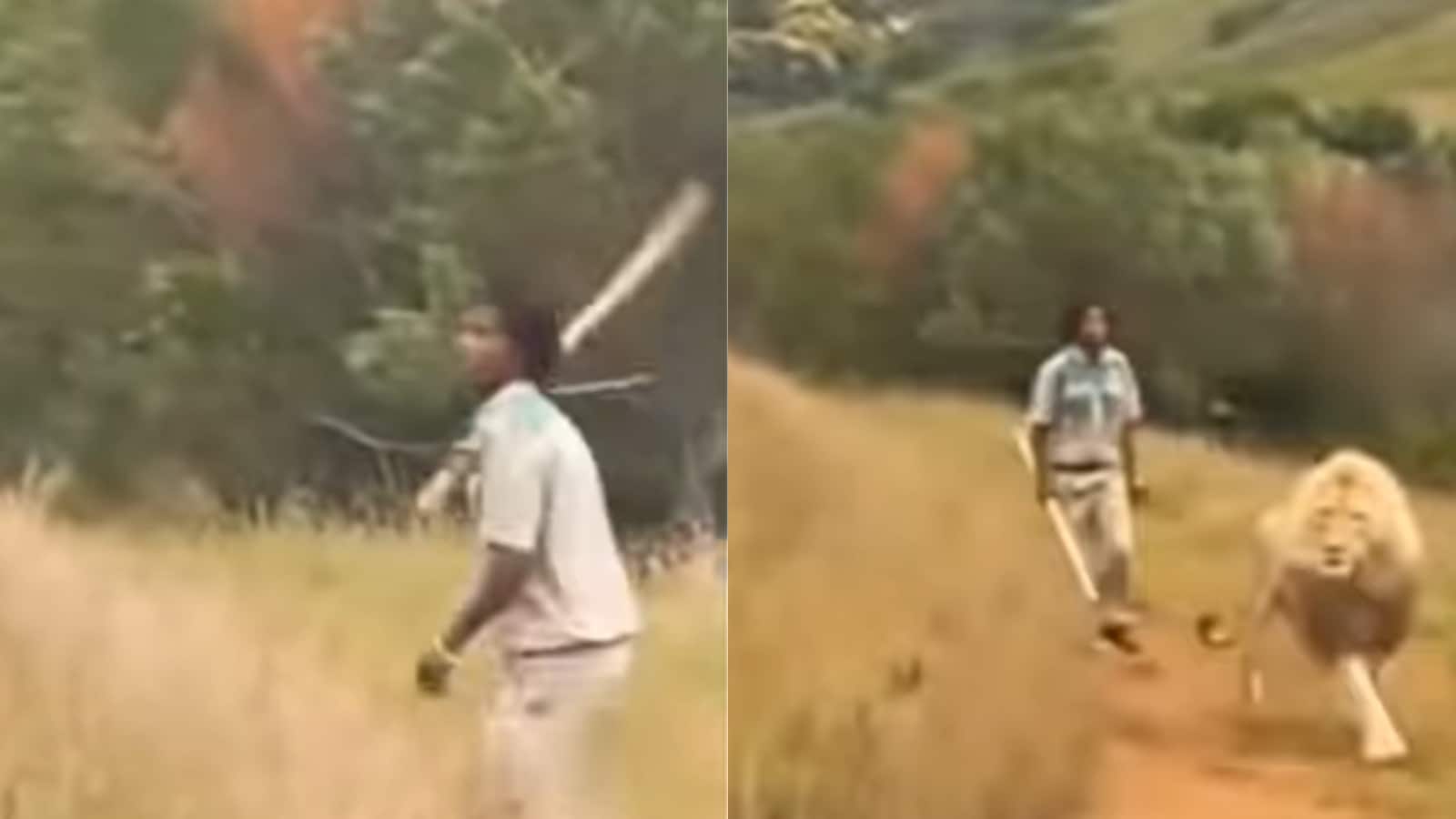WATCH: Man Scares Away Lion With Just a Stick in Shocking Video | Buzz ...