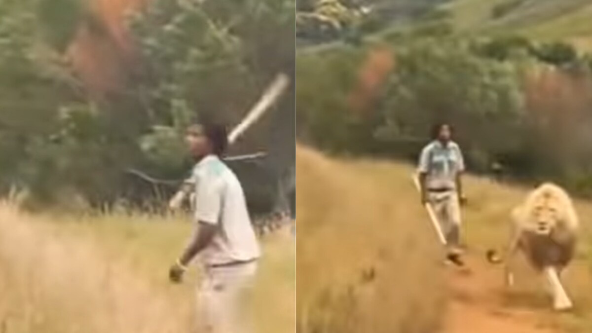 WATCH: Man Scares Away Lion With Just a Stick in Shocking Video - News18