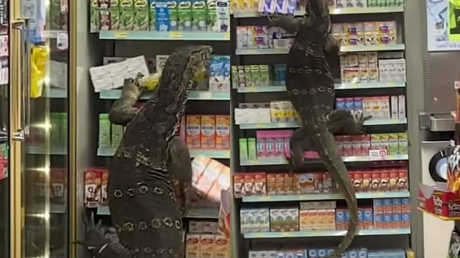 Giant Monitor Lizard Raids Thai Supermarket, Staff Hide Behind Counters ...